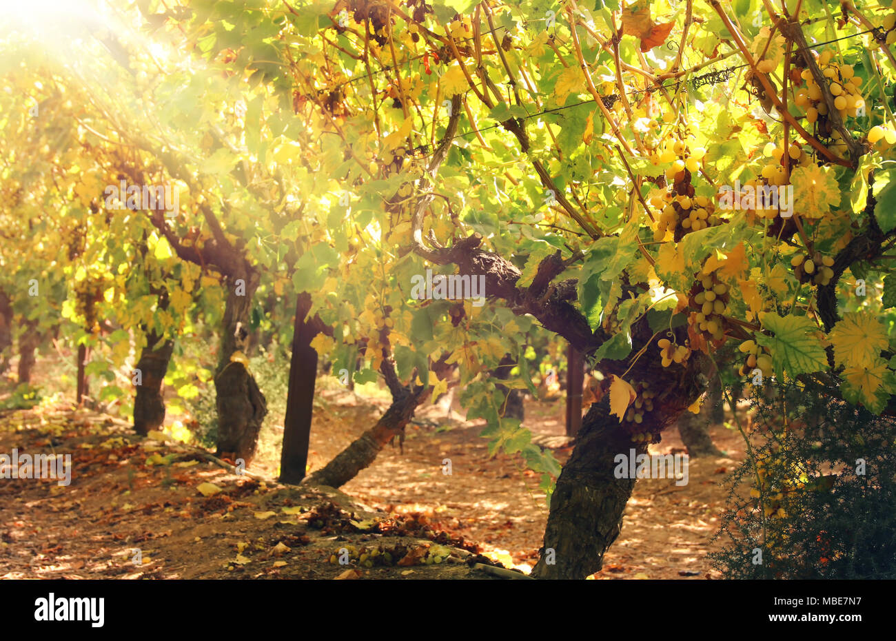 Vineyard landscape with ripe grapes at sun light Stock Photo - Alamy