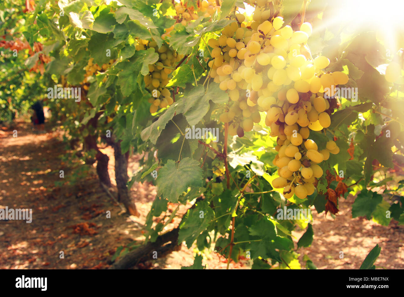 Vineyard landscape with ripe grapes at sun light Stock Photo - Alamy