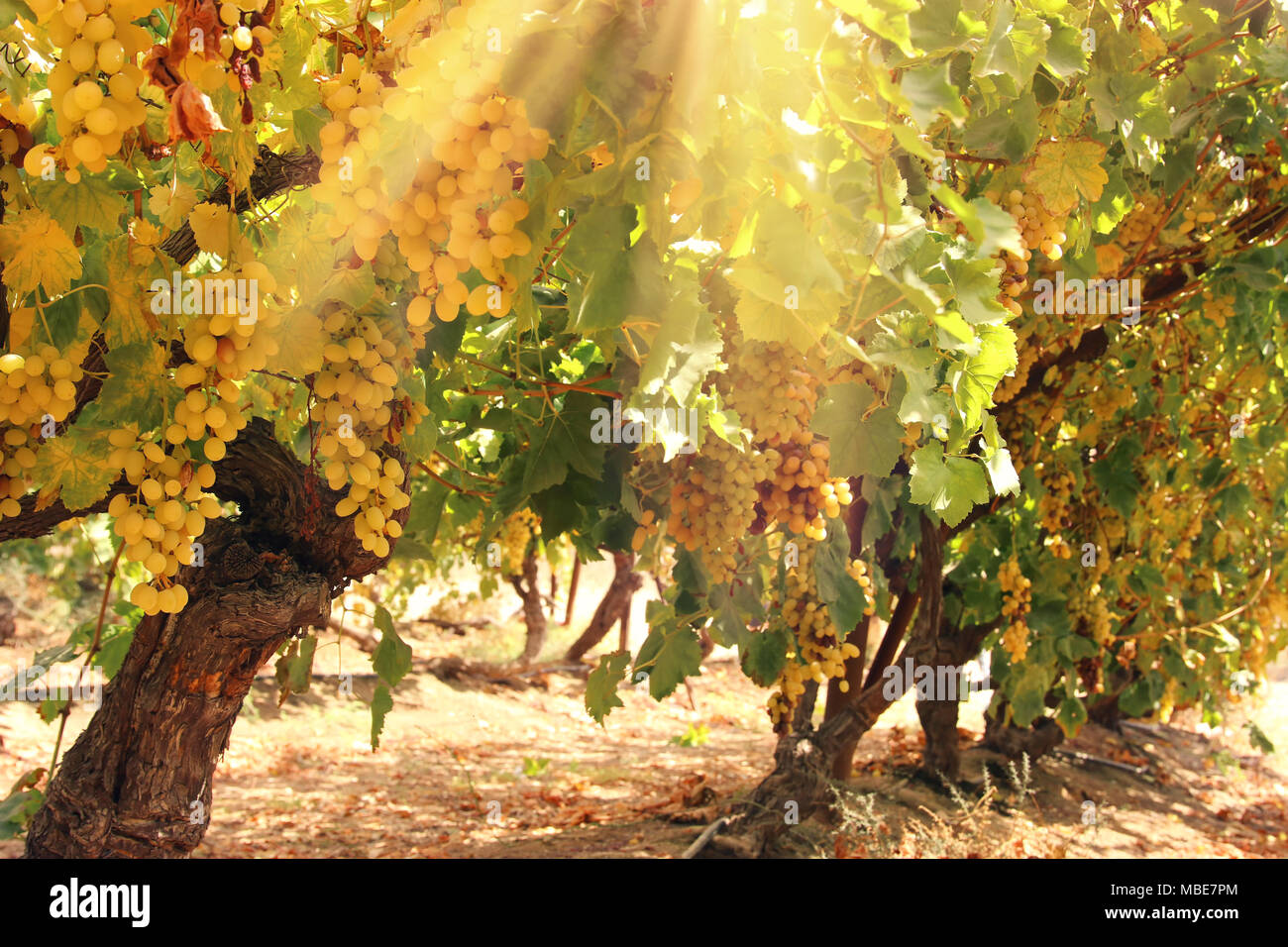 Vineyard landscape with ripe grapes at sun light Stock Photo - Alamy