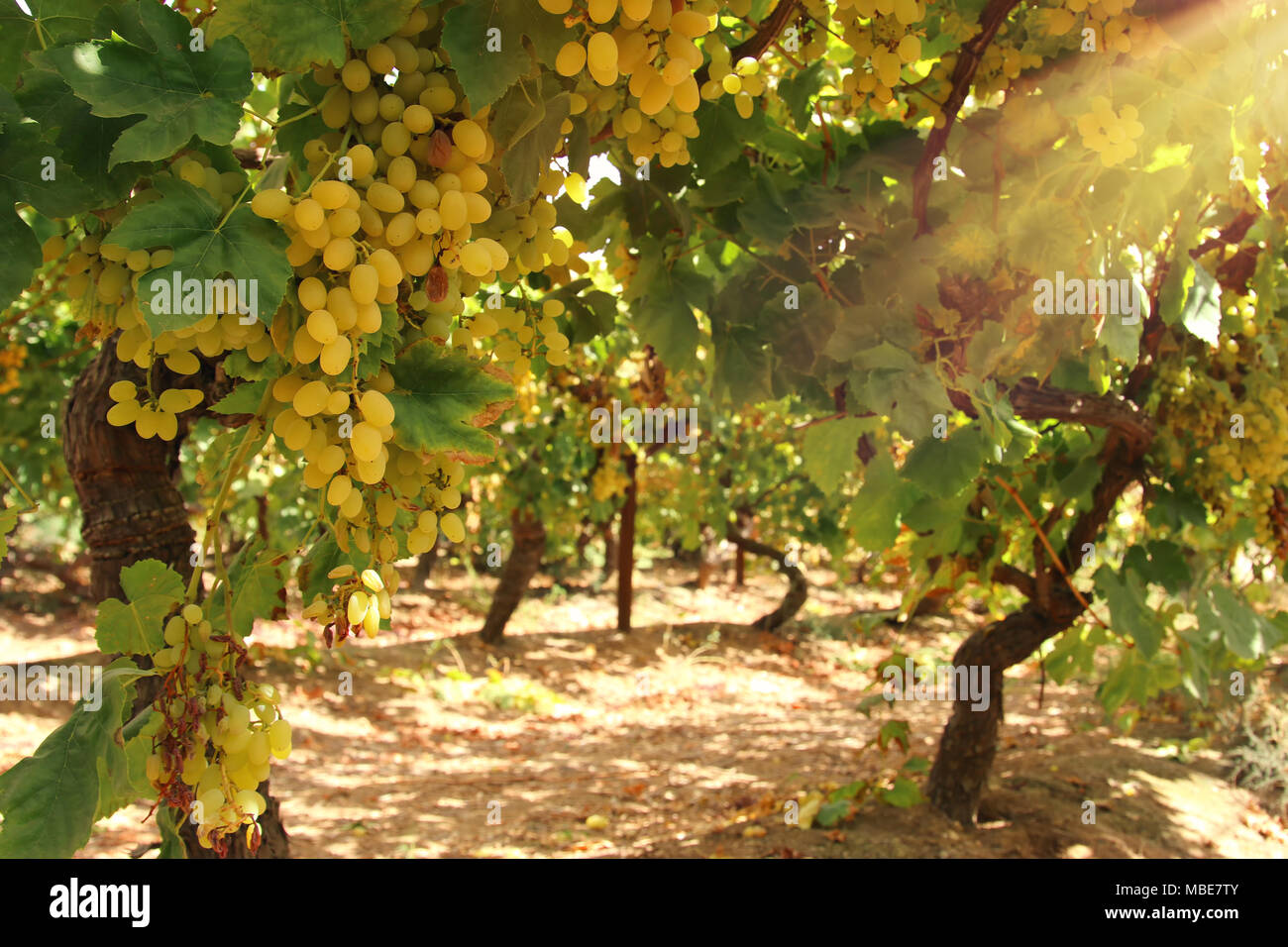 Vineyard landscape with ripe grapes at sun light Stock Photo - Alamy