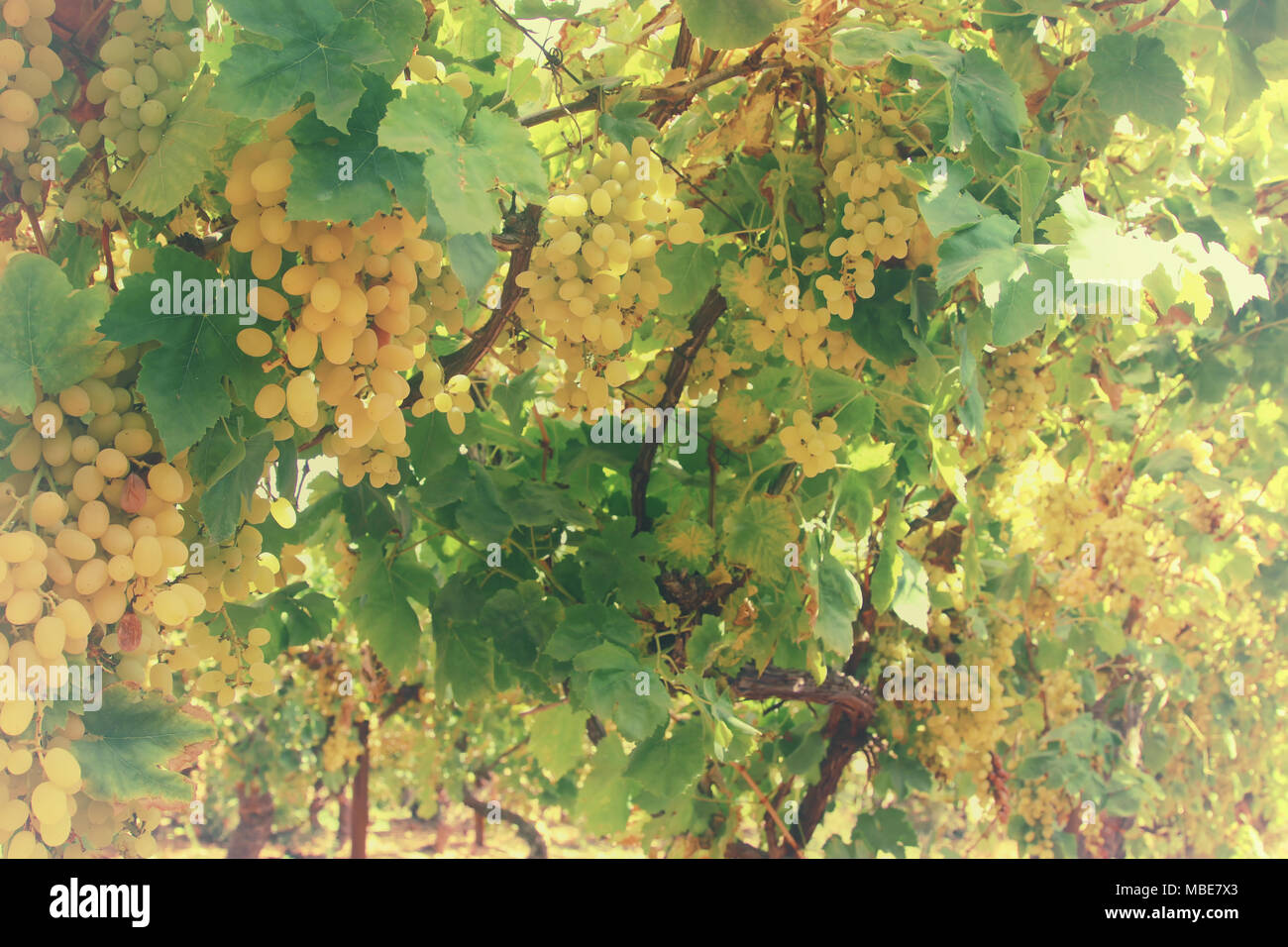 Vineyard landscape with ripe grapes at sun light Stock Photo - Alamy