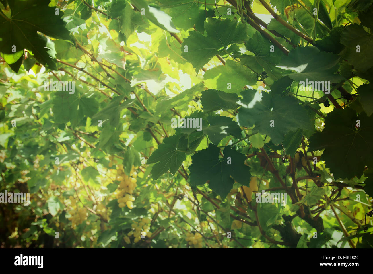 Vineyard landscape with ripe grapes at sun light Stock Photo - Alamy