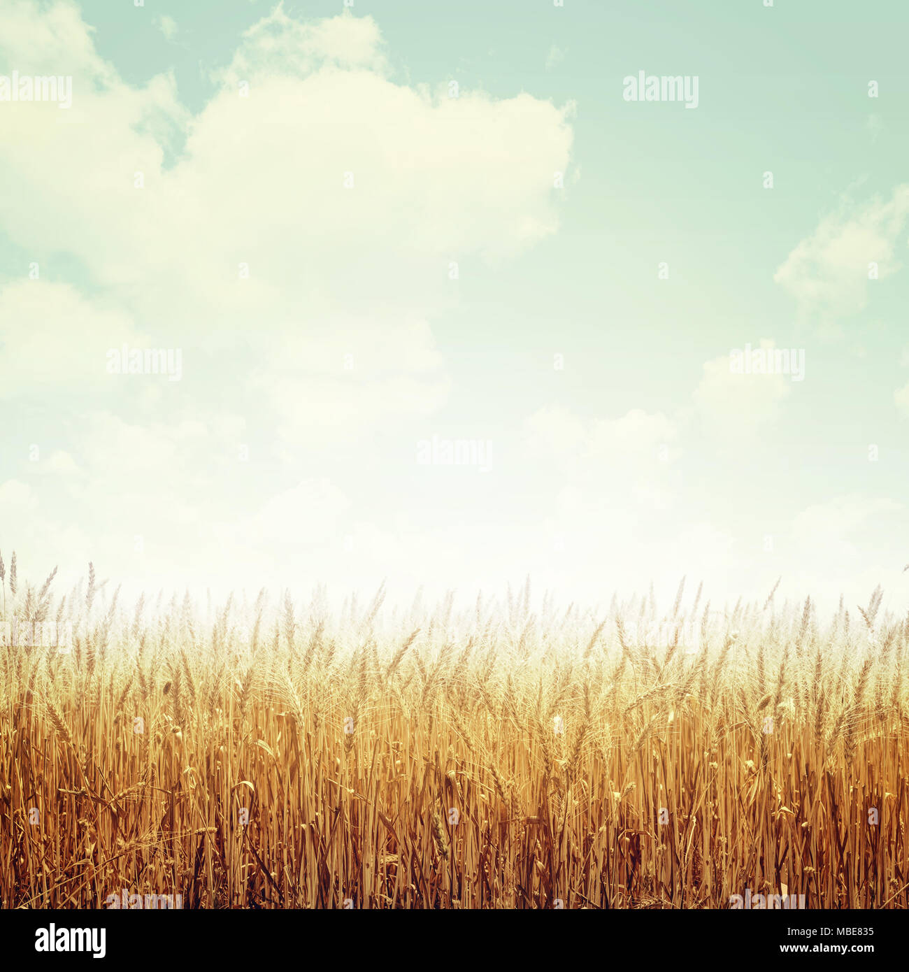 Nature background in vintage style Stock Photo - Alamy