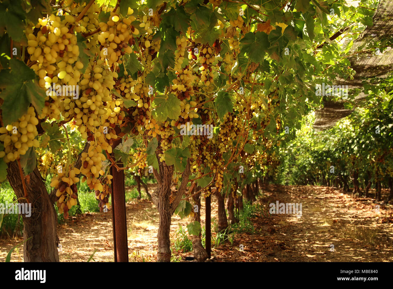 Vineyard landscape with ripe grapes at sunlight Stock Photo - Alamy