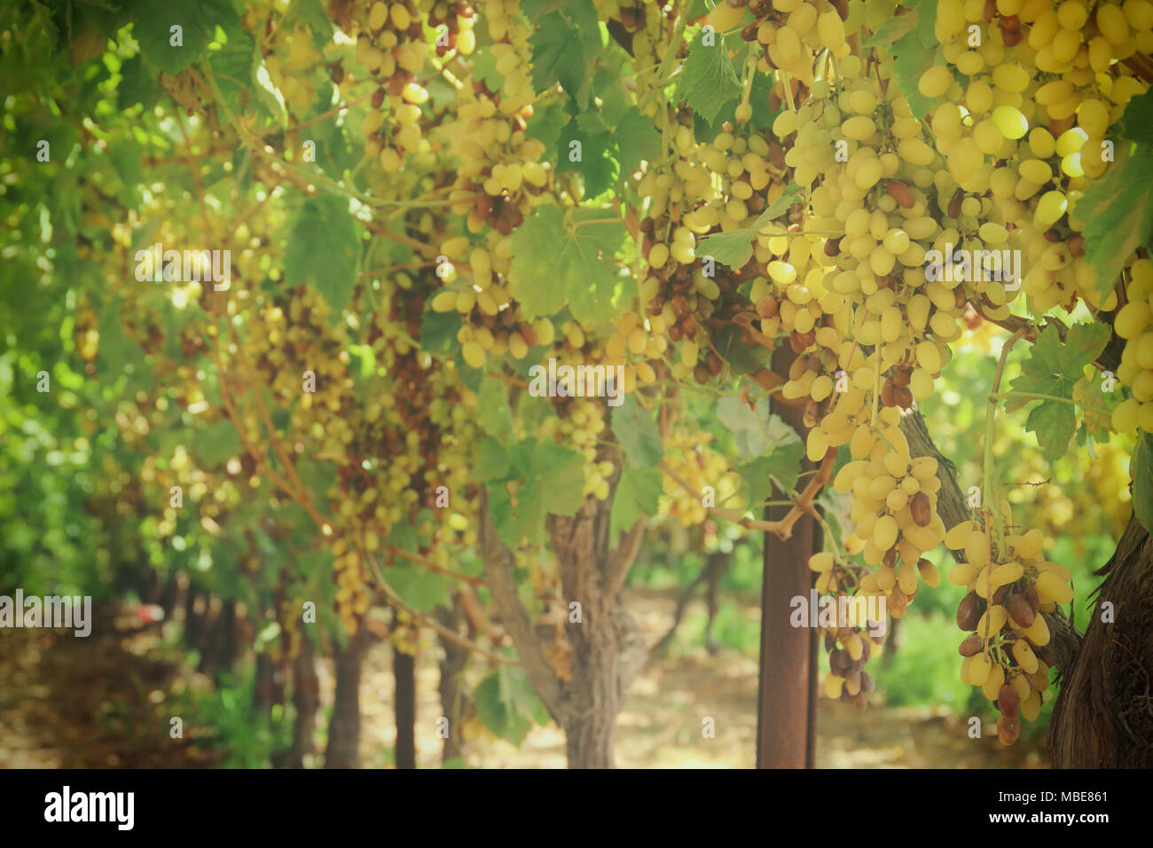 Vineyard landscape with ripe grapes at sunlight Stock Photo - Alamy
