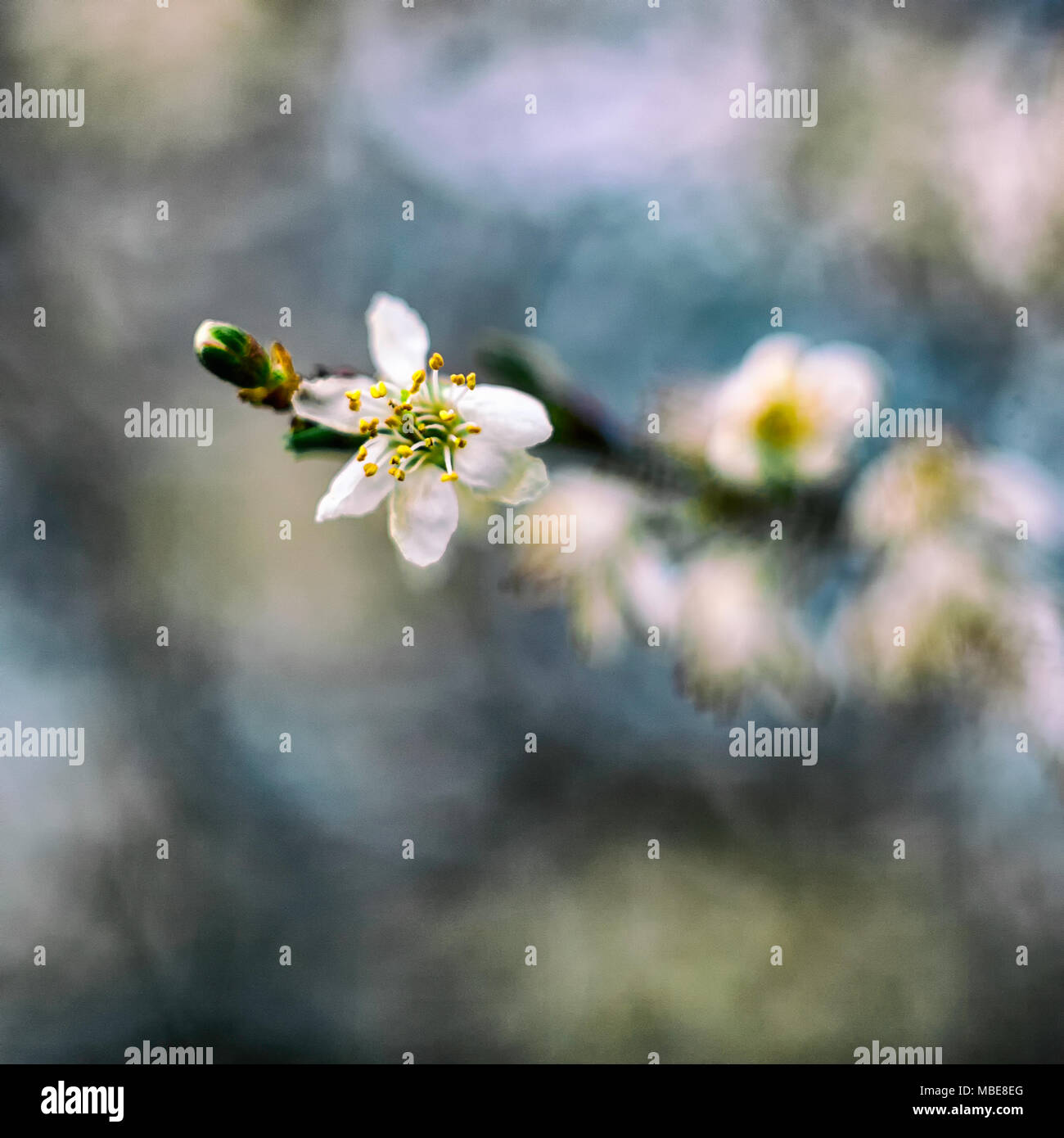 First Spring Plum Blossom Stock Photo - Alamy