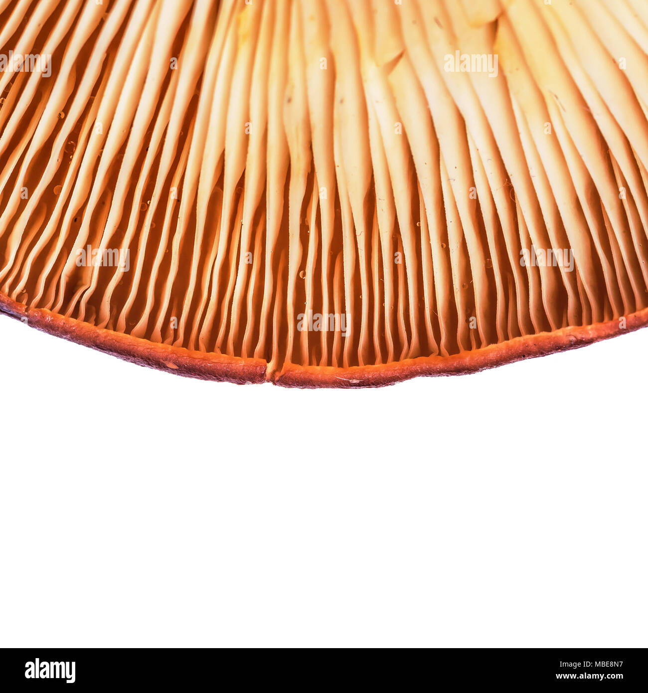 Fresh mushroom close-up view Stock Photo - Alamy