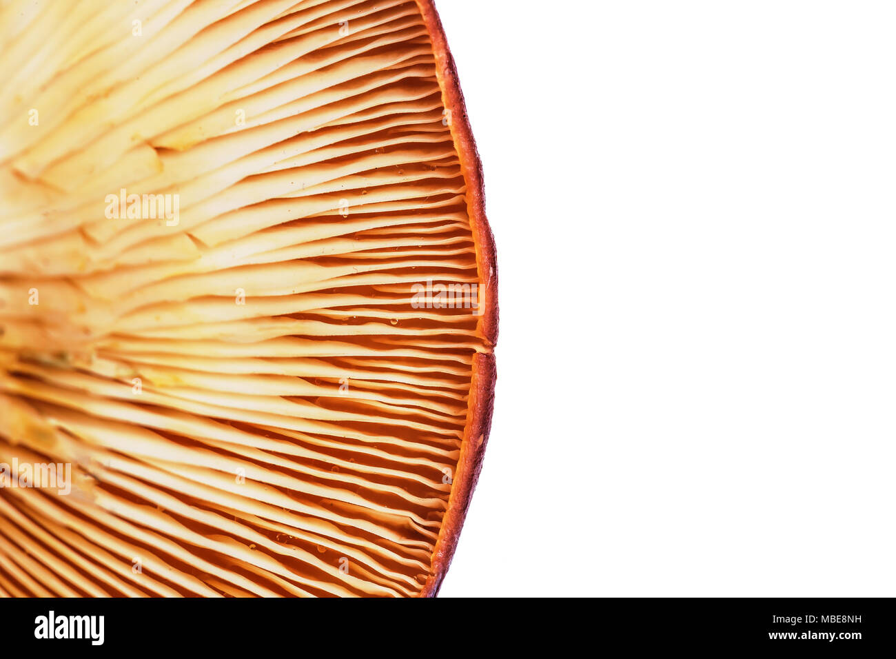Fresh mushroom close-up view Stock Photo - Alamy
