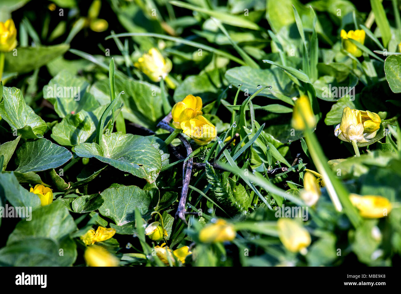 image of a small meadow yellow flowers in a green grass Stock Photo - Alamy