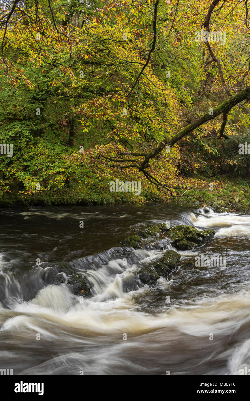 The River Dart flowing though Hembury Woods in autumn in Dartmoor ...
