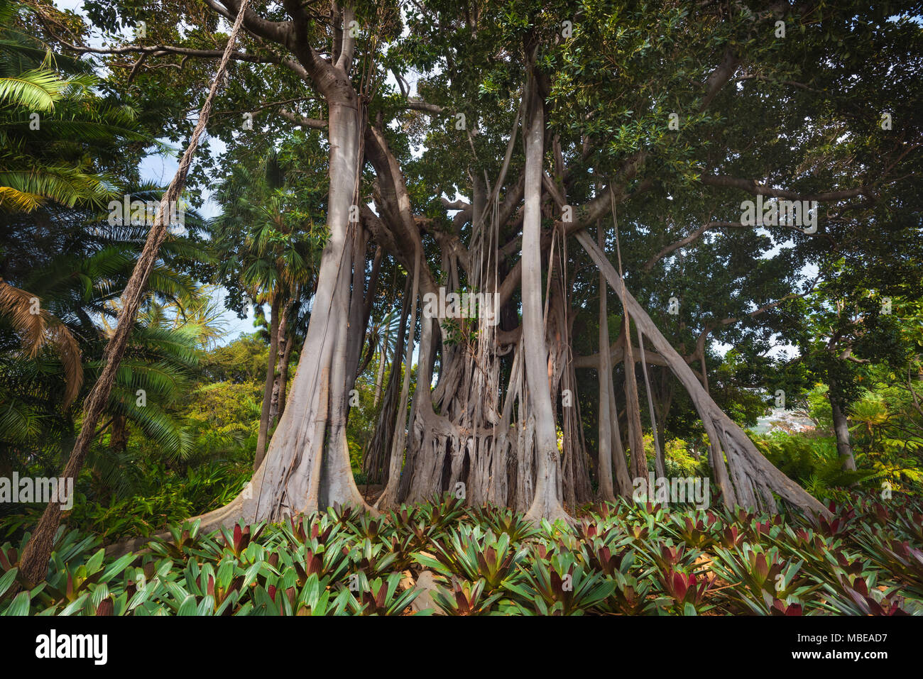 Jungle tree. Moreton bay Fig (Ficus Macrophylla Stock Photo - Alamy