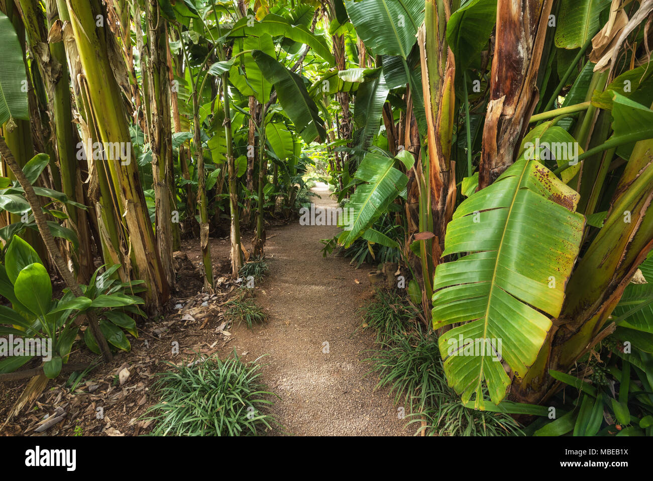 Bana tree plantation Stock Photo - Alamy