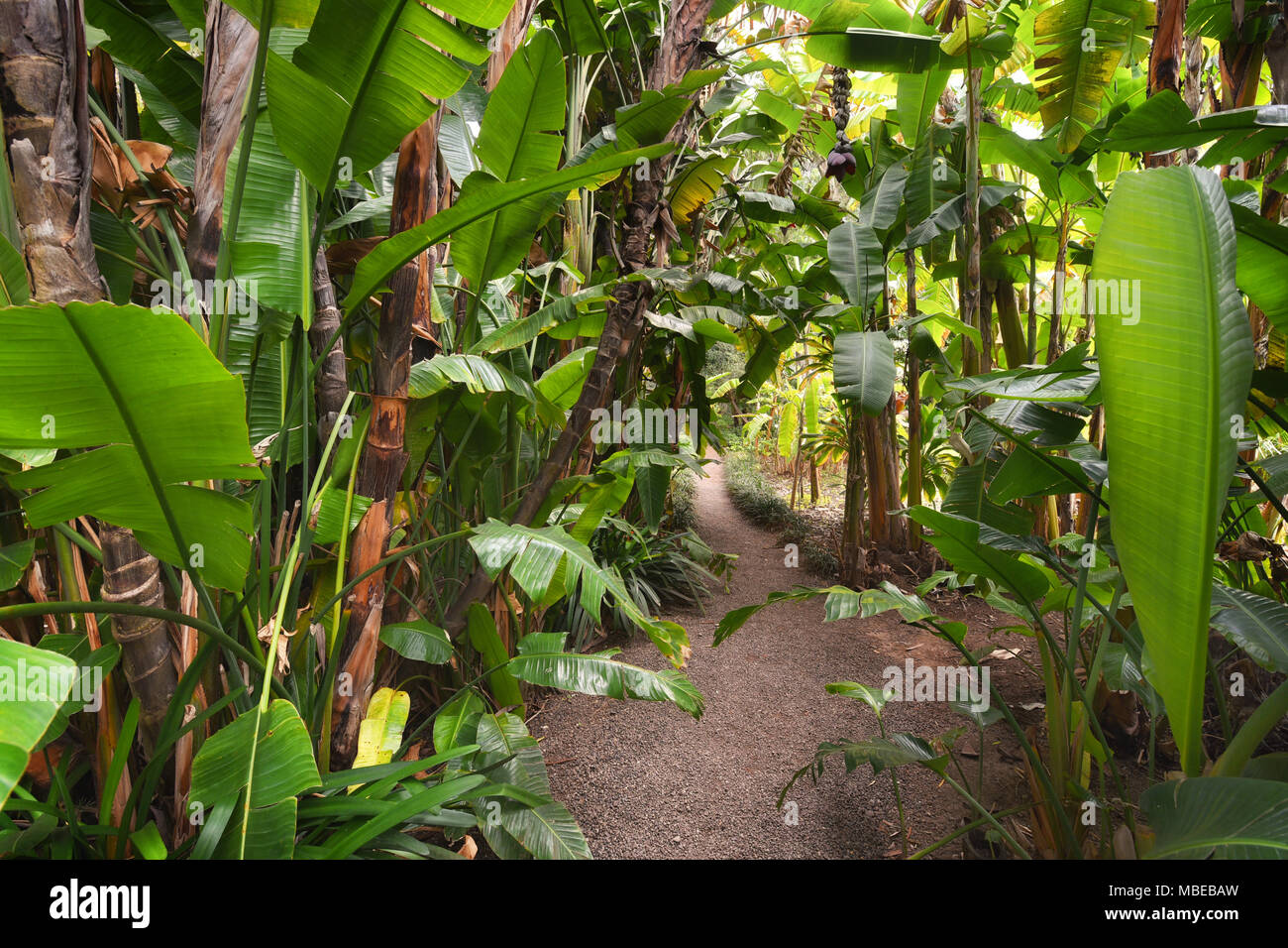 Bana tree plantation Stock Photo - Alamy