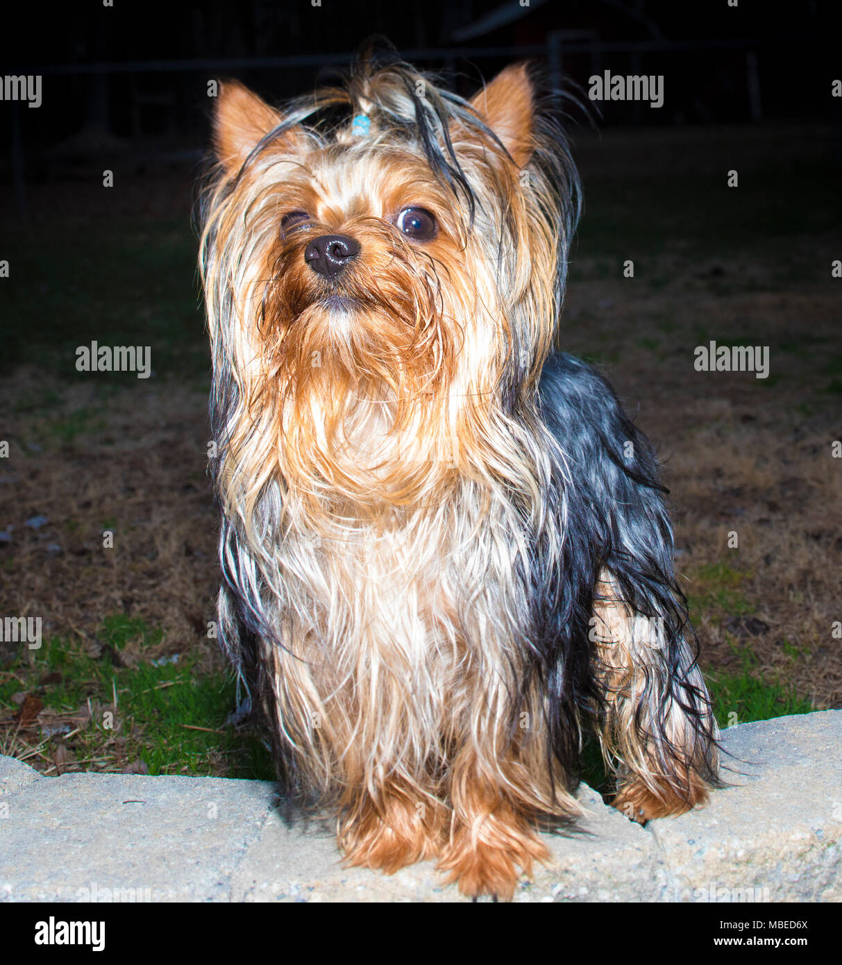 Yorkie that is standing on some bricks at dusk waiting for a treat ...