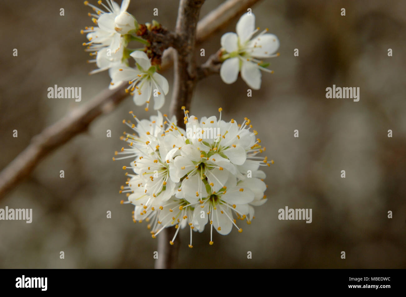 Black Thorn in Blossom and Bud, Spring Flowering in April Stock Photo ...