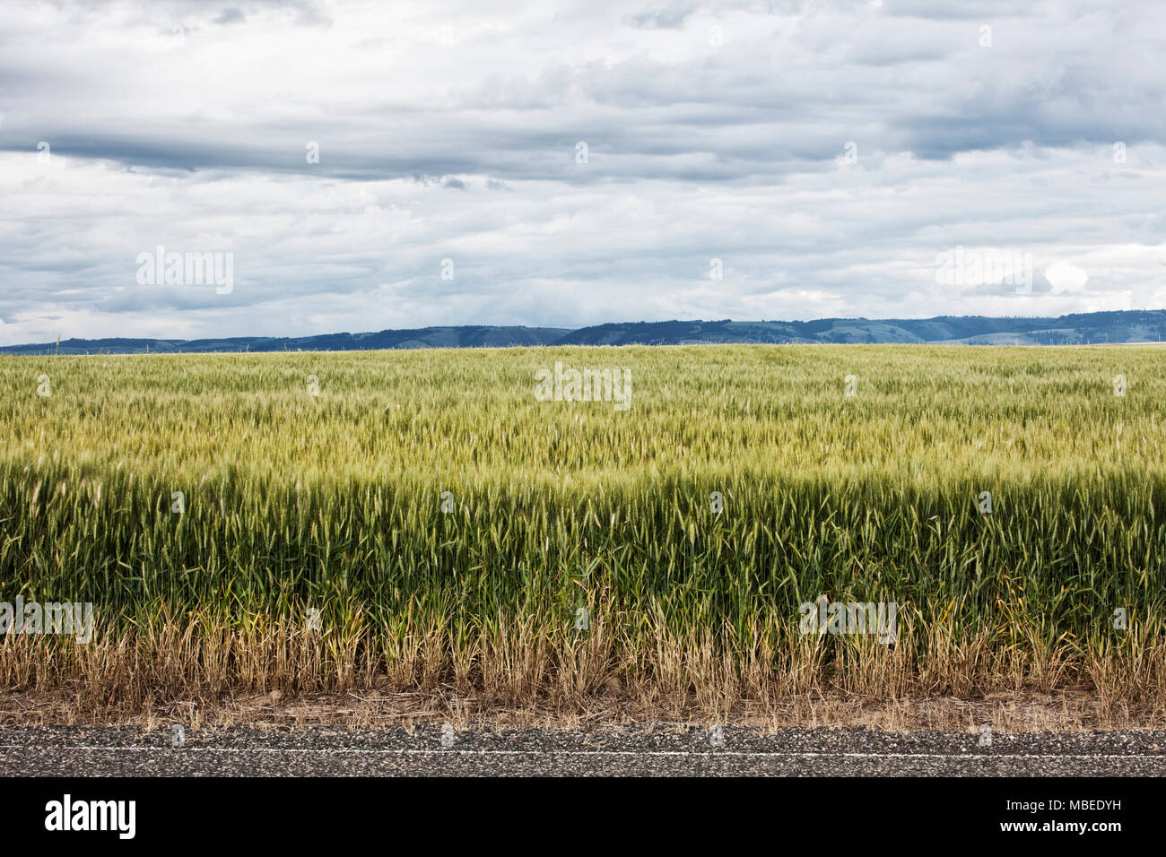 Wheat field areas of eastern Washington, USA Stock Photo - Alamy