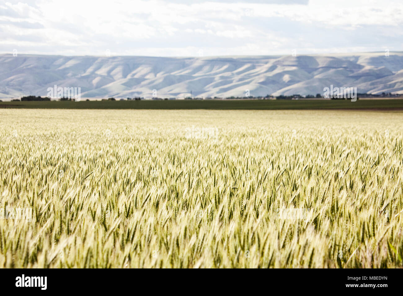 Wheat field areas of eastern Washington, USA Stock Photo - Alamy