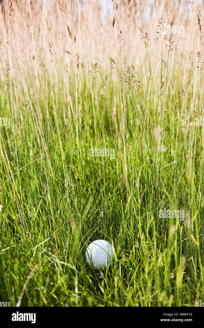 A golf ball sitting in heavy rough on a golf course Stock Photo - Alamy