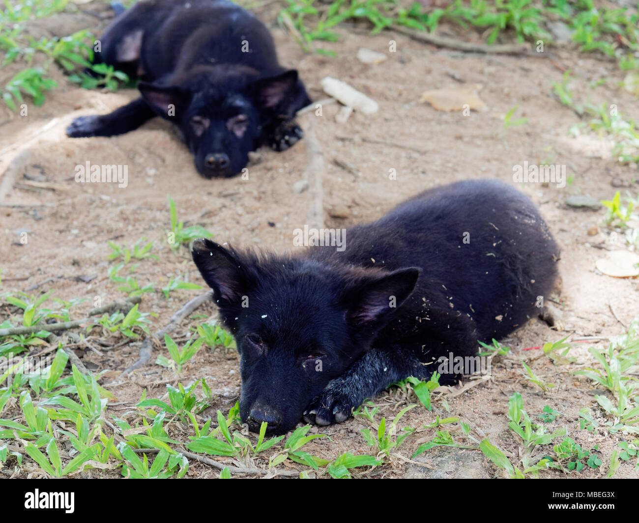Young black stray dog or puppy lying on the ground without grass with ...