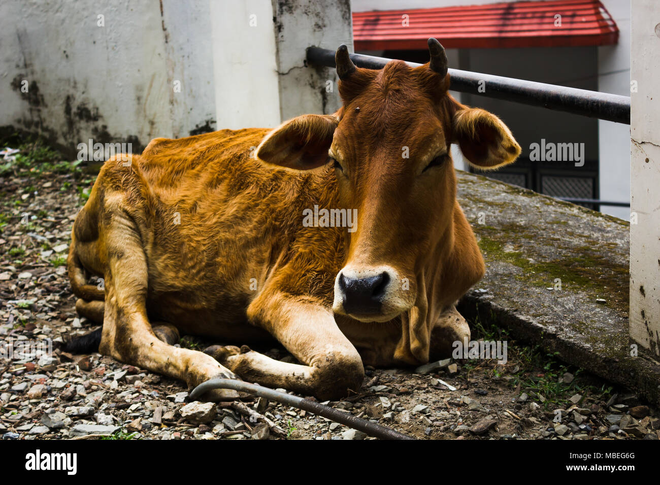 red cow is resting and lying on the ground Stock Photo - Alamy