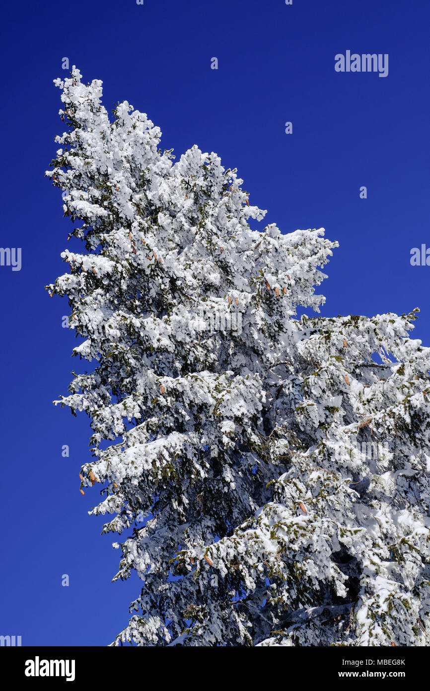 Conifers with snow hi-res stock photography and images - Alamy