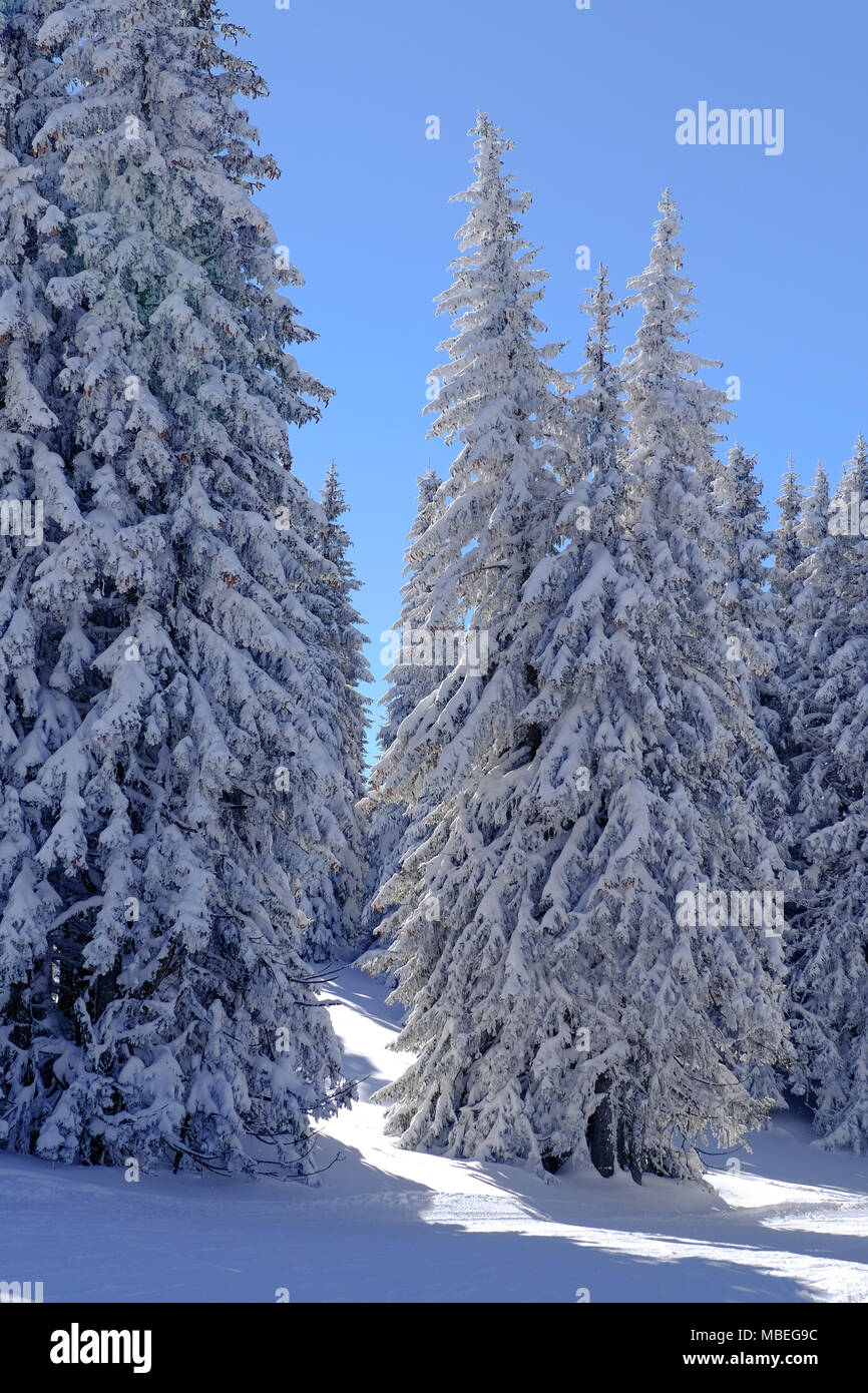 Snow covered coniferous trees in a forest Stock Photo - Alamy