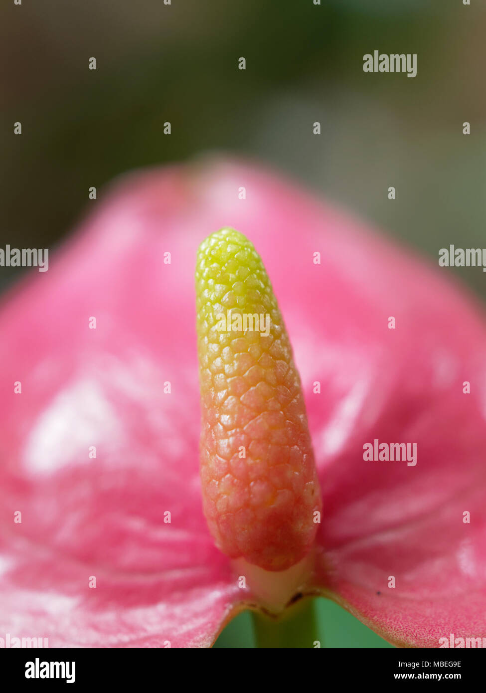 Close up shot of tip of yellow and pink spadix flower with pink heart ...