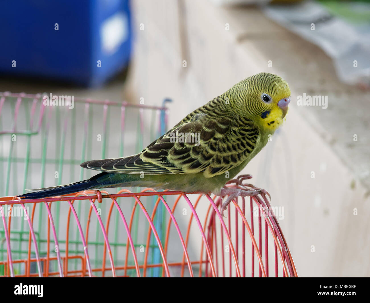 Red Budgerigar