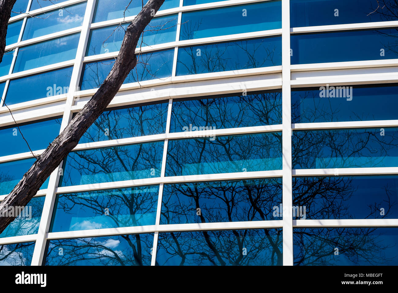 A tree growing in front of a building with blue windows reflecting the ...