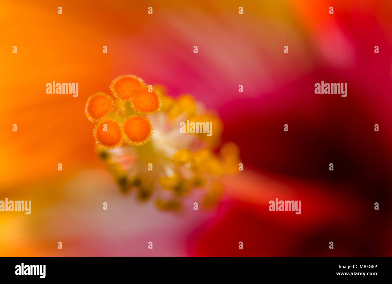 Yellow hibiscus flower hi-res stock photography and images - Alamy