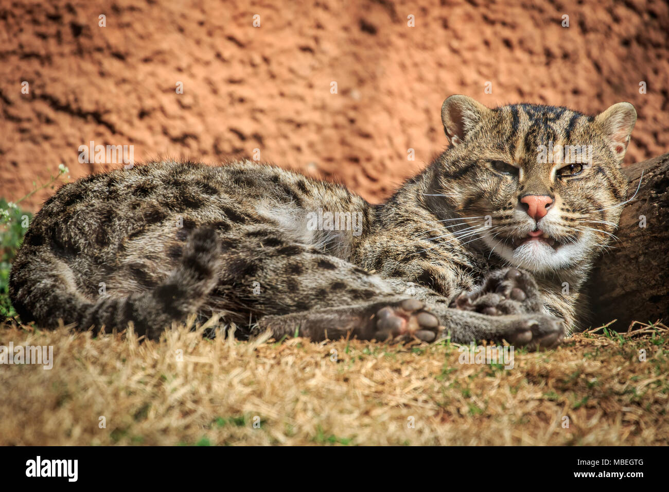 Fishing cats asia hi-res stock photography and images - Alamy