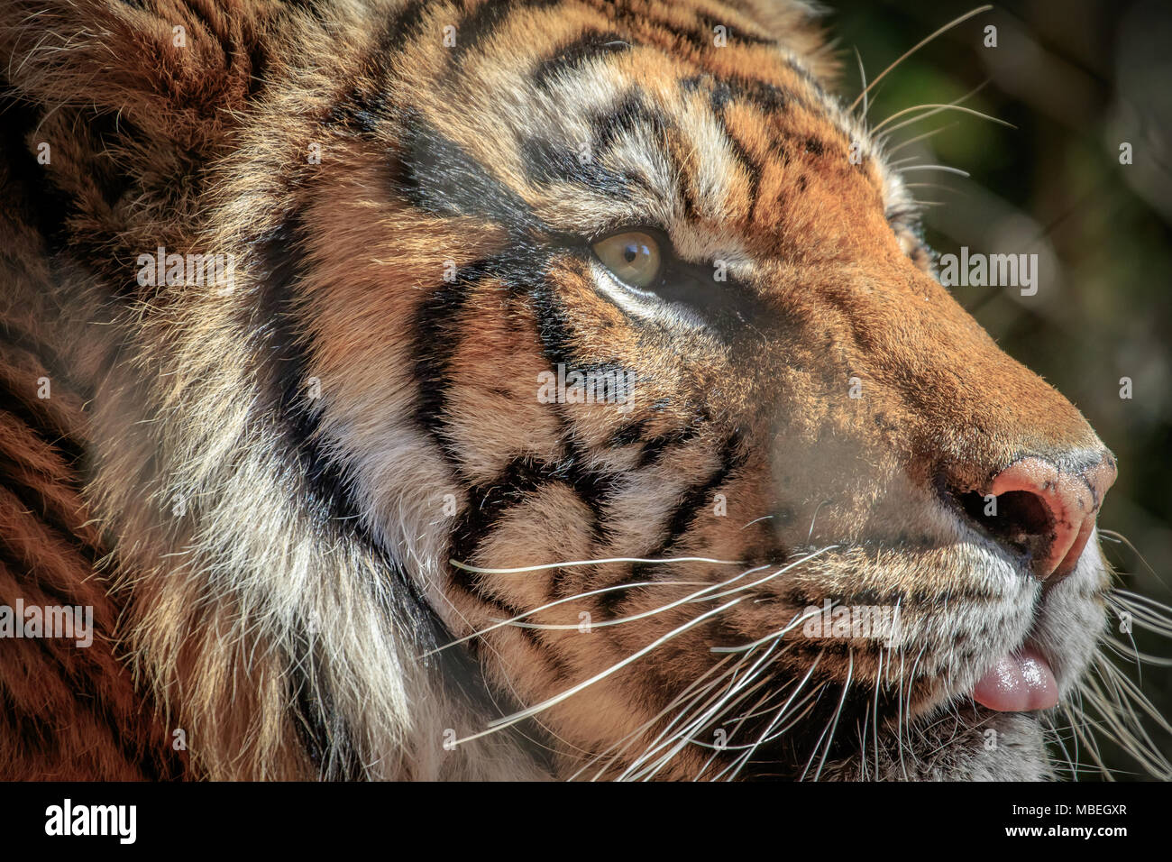 Sumatran Tiger (Panthera tigris sumatrae) portrait Stock Photo - Alamy