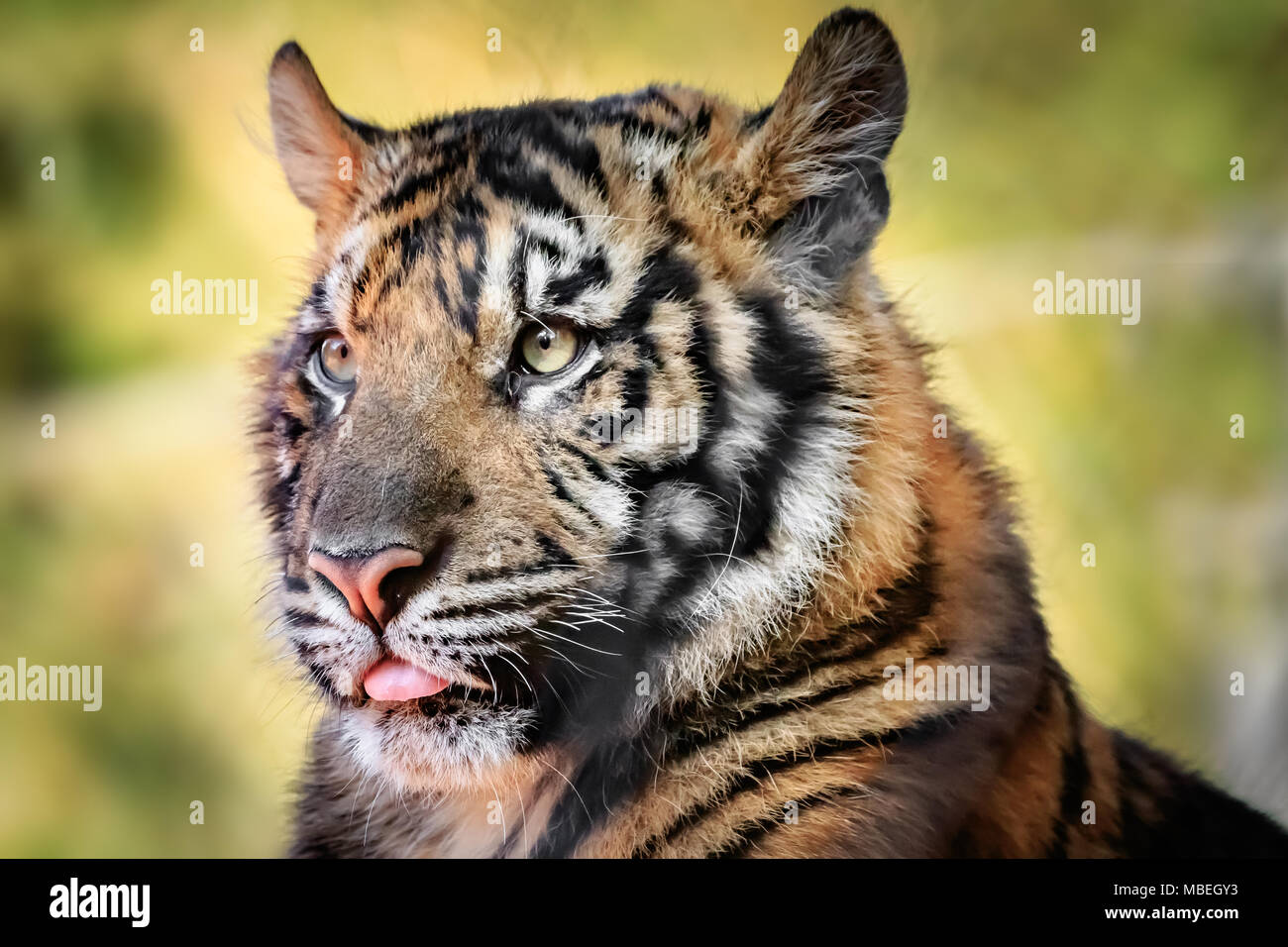 Sumatran Tiger (Panthera tigris sumatrae) cub portrait Stock Photo - Alamy