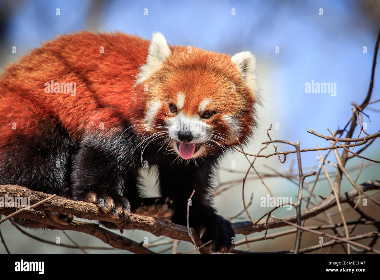 Growling Red Panda