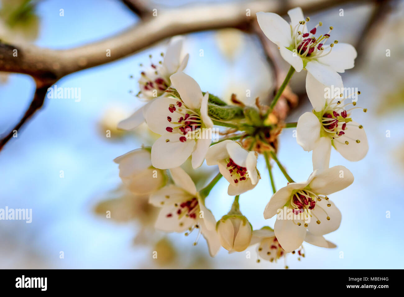 Blooming bradford pear tree hi-res stock photography and images - Alamy
