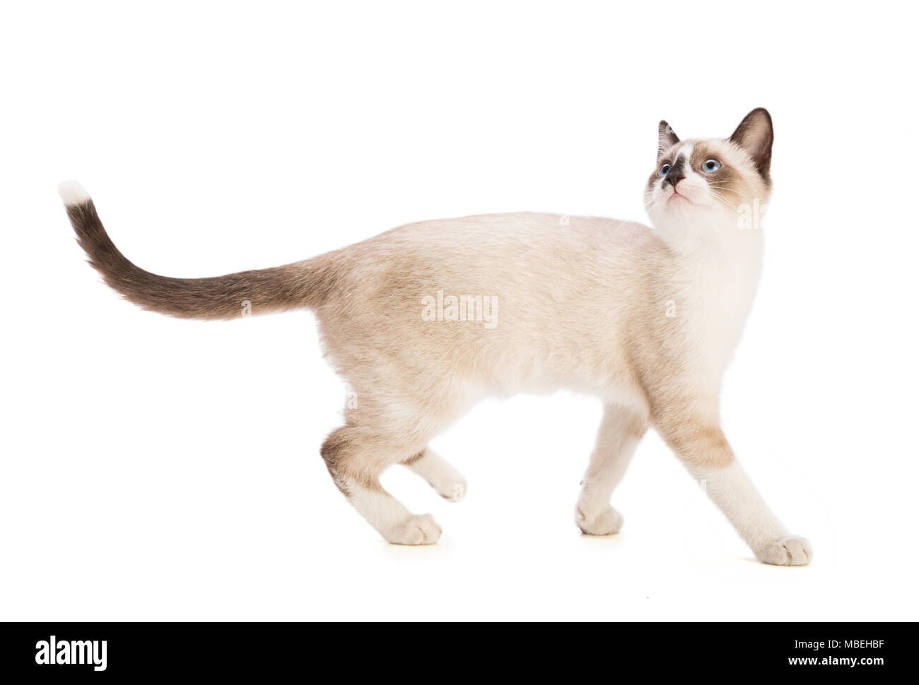 Beige kitten hi-res stock photography and images - Alamy