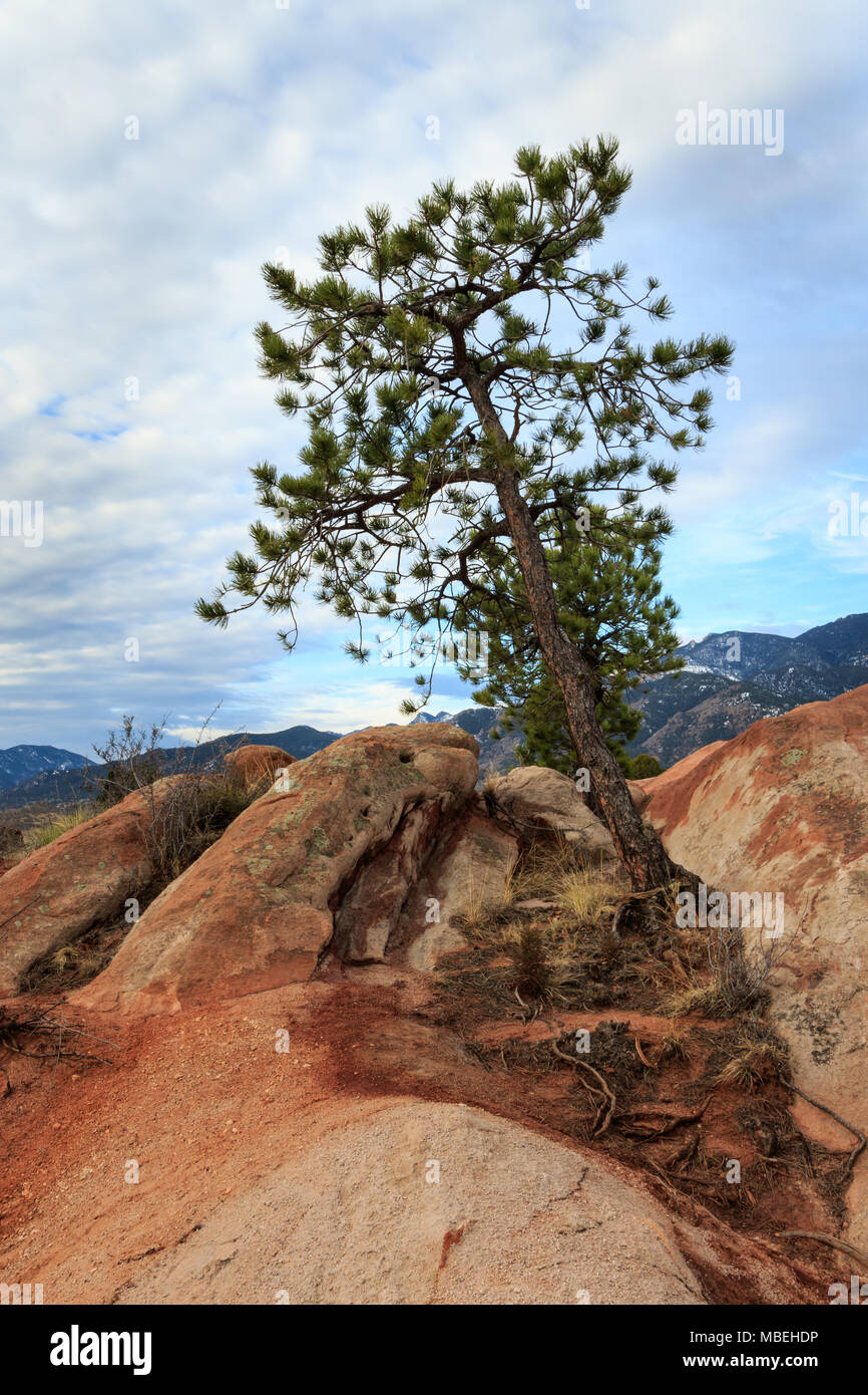 Determined trees growing in the rocks of Garden of the Gods in Colorado ...