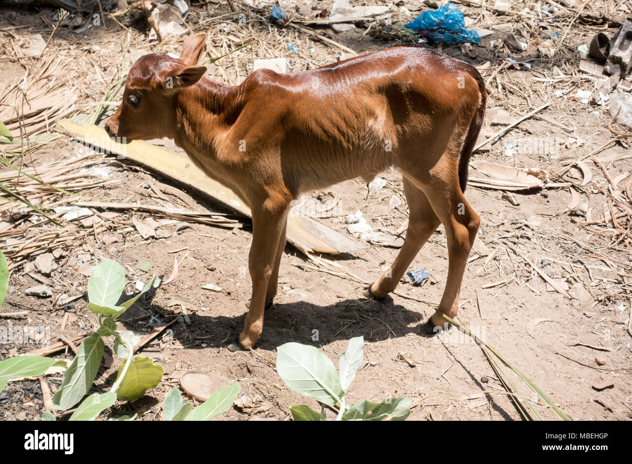 New born calf with mother Stock Photo - Alamy