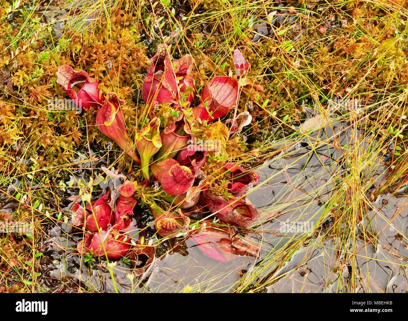 Red bog moss sphagnum hi-res stock photography and images - Alamy