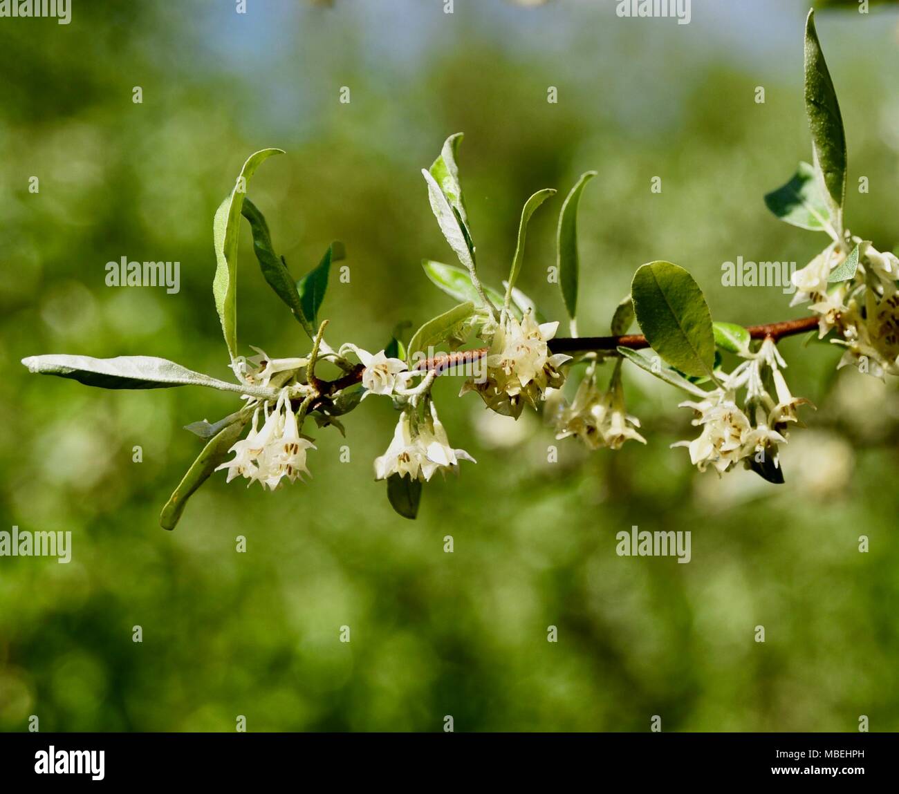 Small yellow flowers and green leaves of an autumn olive tree Stock ...