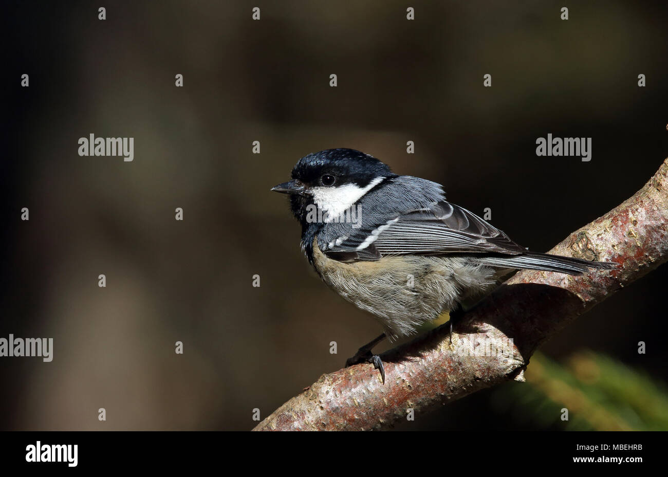 Coal tit, Periparus ater sitting on a branch Stock Photo - Alamy