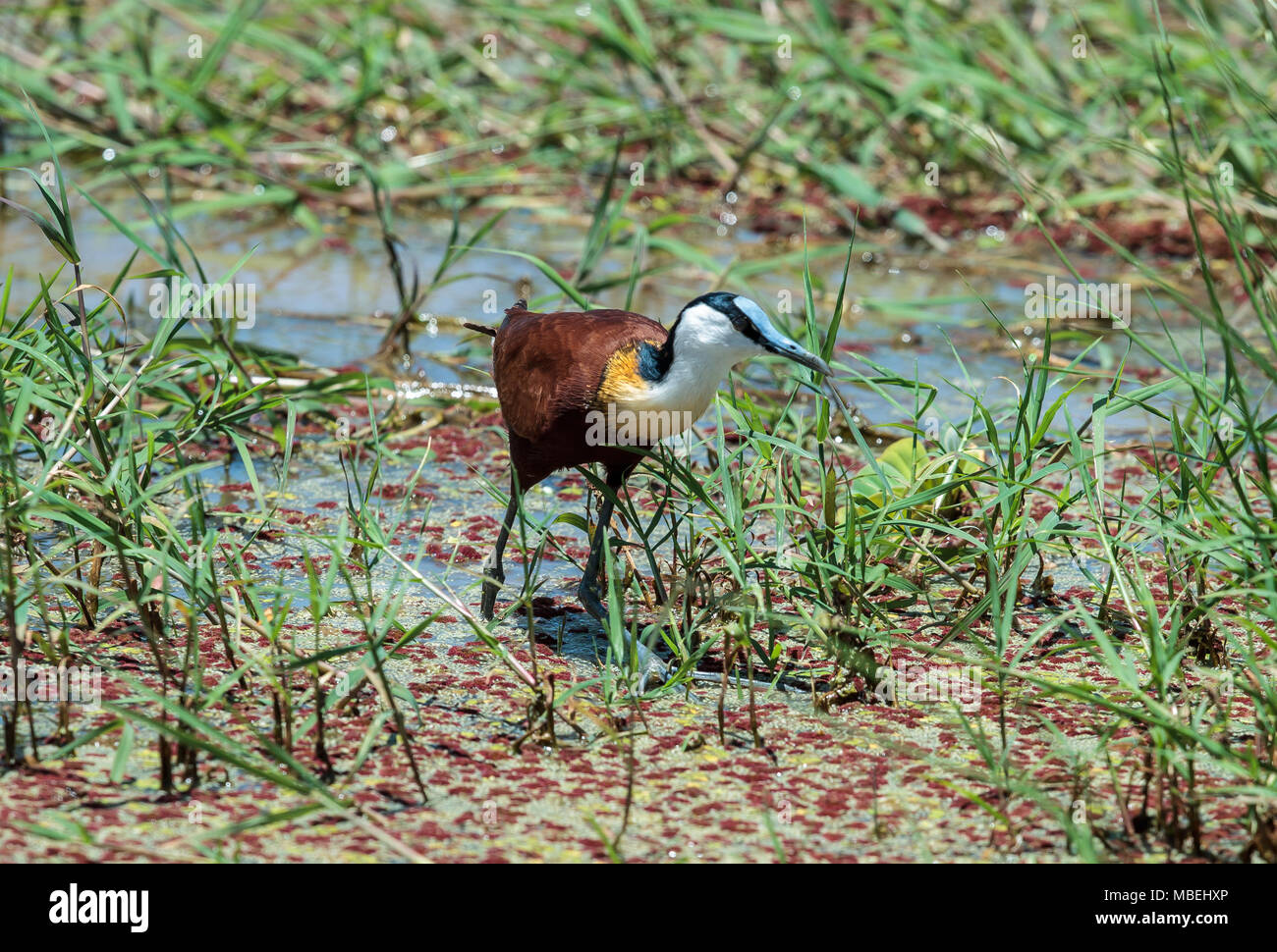 The African jacana is a wader in the family Jacanidae, identifiable by ...