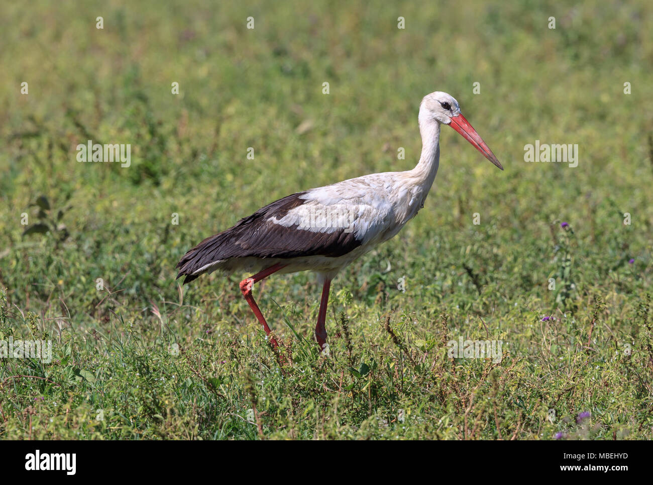 A White stork feeding in the grass after migrating from Europe Stock ...