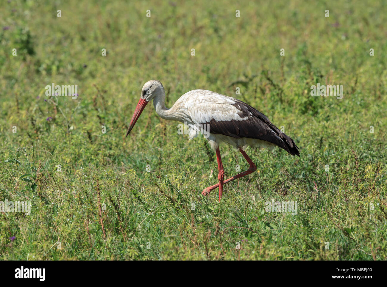 A White stork feeding in the grass after migrating from Europe Stock ...