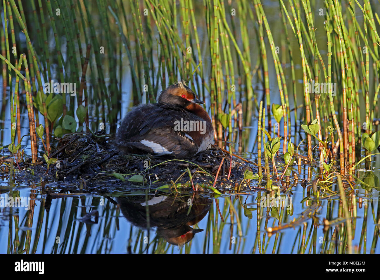Bird grass nest hi-res stock photography and images - Alamy