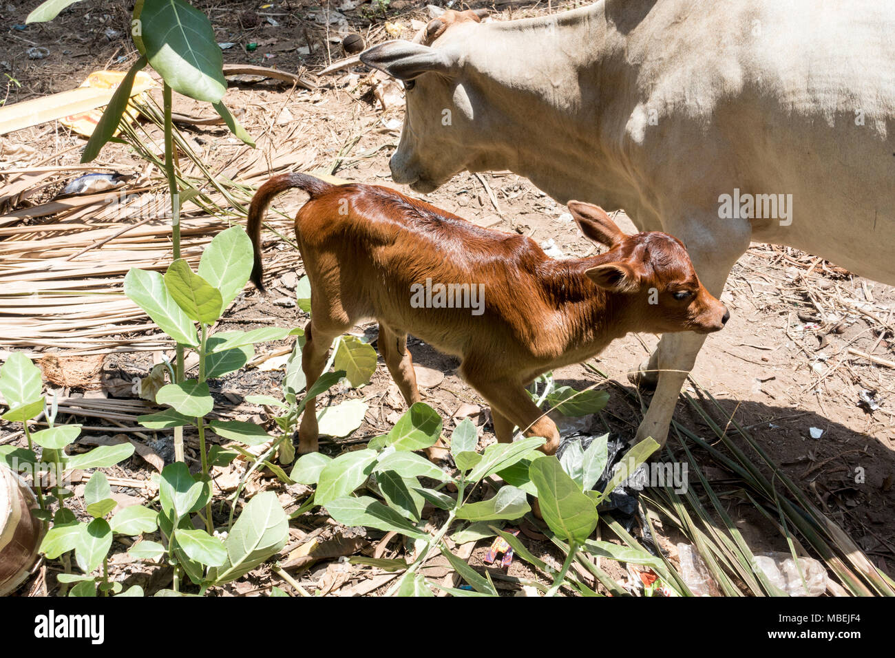 New born calf with mother Stock Photo - Alamy