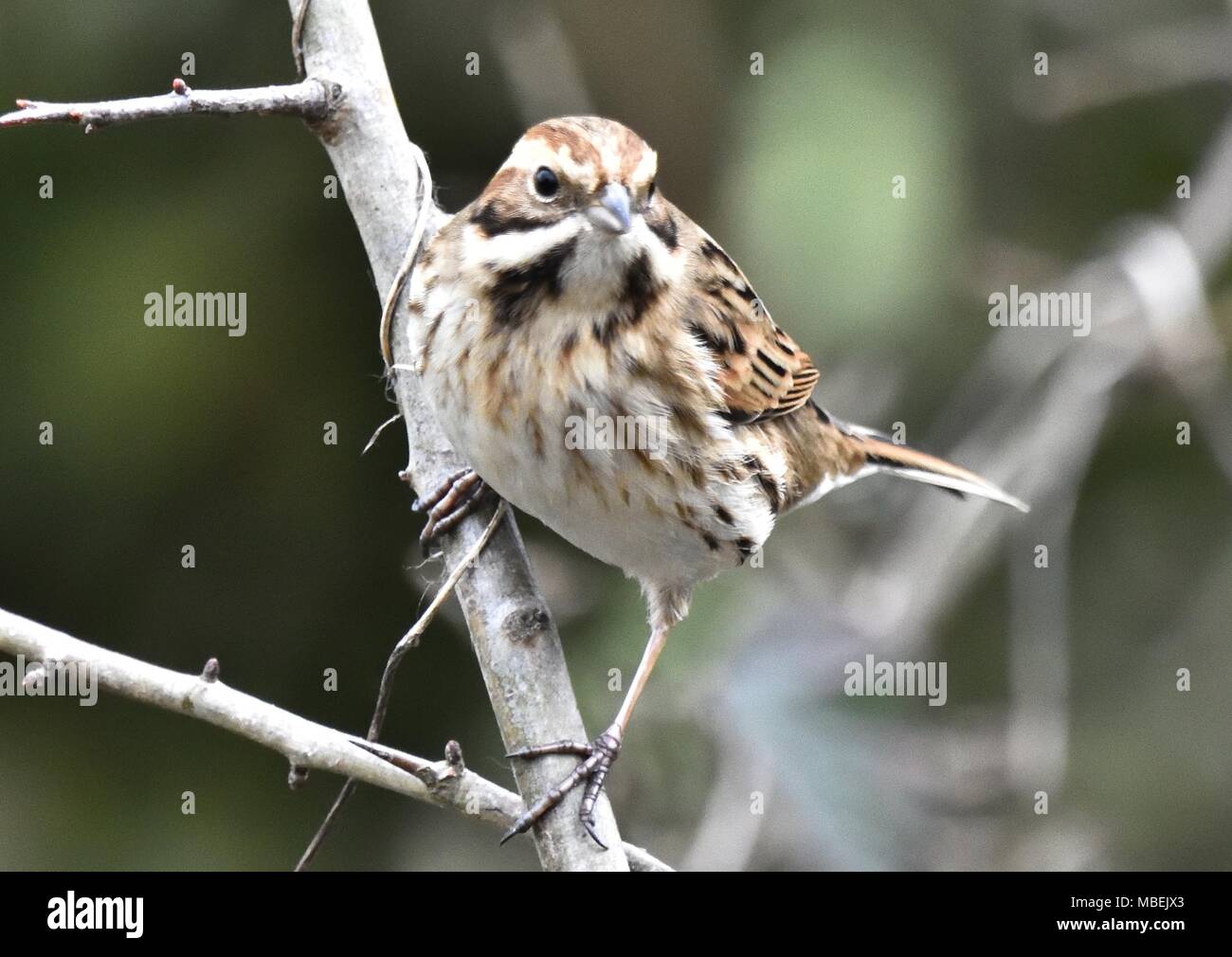 Female reed bunting hi-res stock photography and images - Alamy