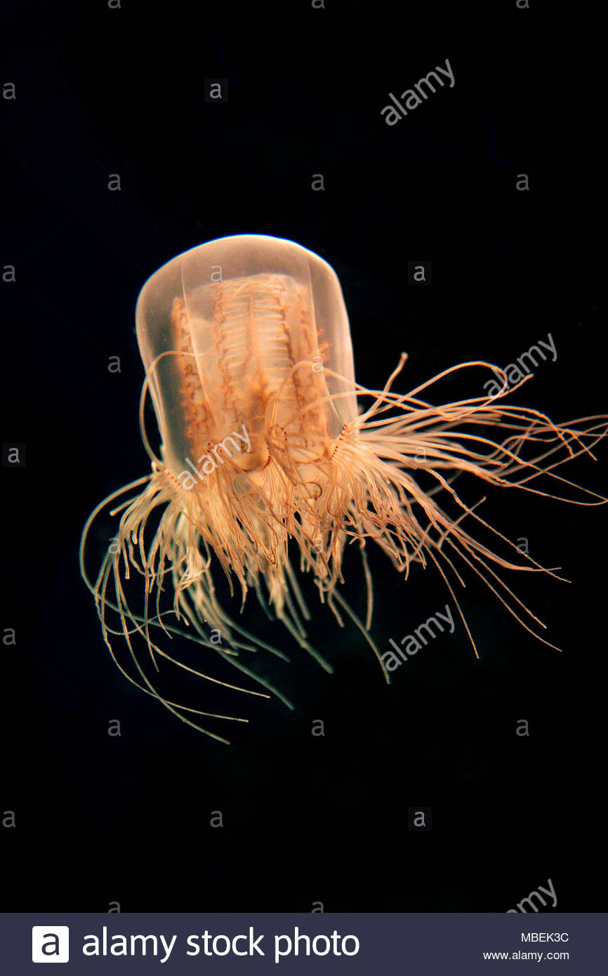 Hydromedusa Stock Photos & Hydromedusa Stock Images - Alamy