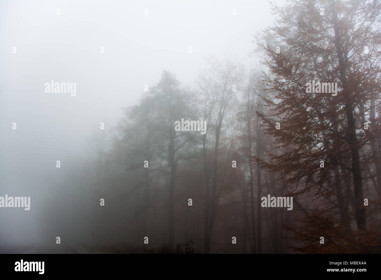 Trees Middle East Forest High Resolution Stock Photography and Images ...