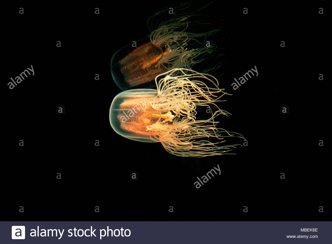 Stinging Hydroid Stock Photos & Stinging Hydroid Stock Images - Alamy